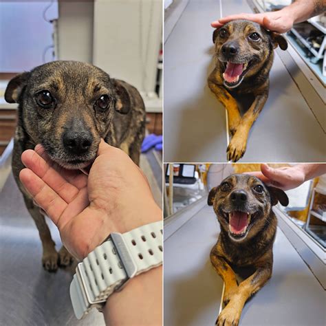 Хаки За съжаление не осиновиха Лиска Пинчерът им нападна Лиска малко