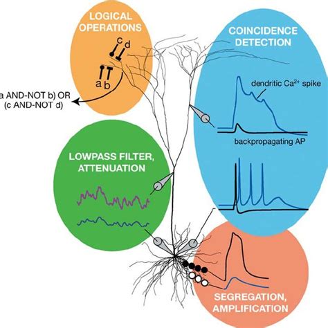 Dendritic Computation The Task Of A Brainstem Auditory Neuron