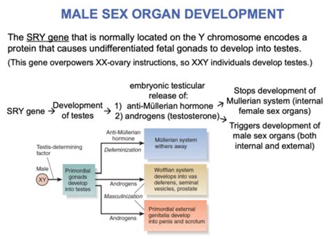 Lecture 14 Sex Flashcards Quizlet