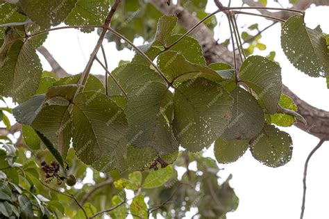 Premium Photo Pekea Nut Tree Leaves
