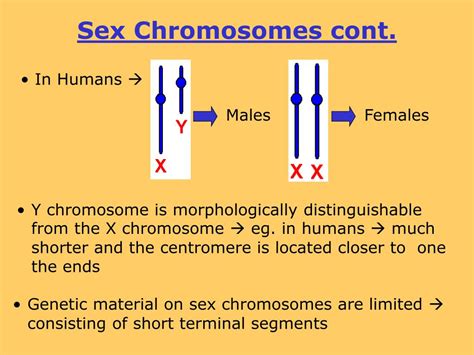 Ppt Chromosomes Powerpoint Presentation Free Download Id1407887