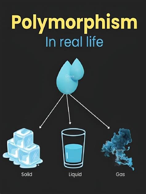 Polymorphism In Real Life 1726998990 Pdf