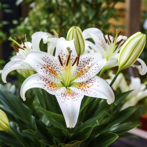 Tiger Lily Flower Garden Wallpaper
