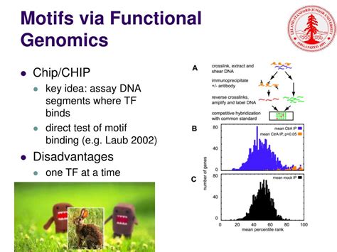 Ppt Regulatory Motif Finding Ii Powerpoint Presentation Free Download Id1322292