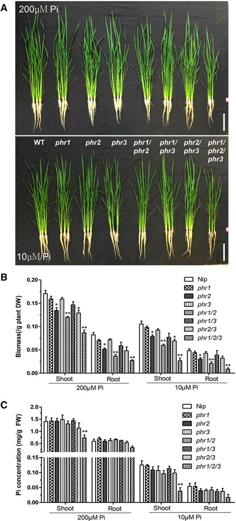 Figure 1 From Integrative Comparison Of The Role Of The Phosphate