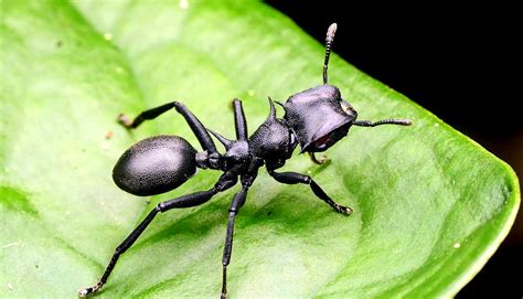 Ants With Giant Heads Show Evolution Can Go Backward Futurity