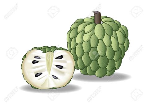 Atis Clipart 19 Free Cliparts Download Images On Clipground 2025