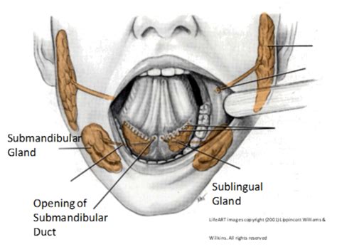 Innervation Of Salivary Glands Flashcards Quizlet