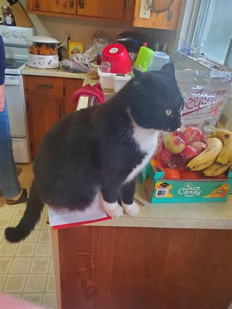 Picross X Picbits Vs Uzboross Available Today In The Us And European Eshops Trial Version