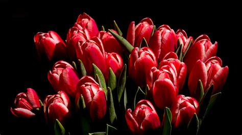 Обои букет флора букет тюльпанов 1920x1080 Full Hd от 78999437 картинки на рабочий стол и заставки