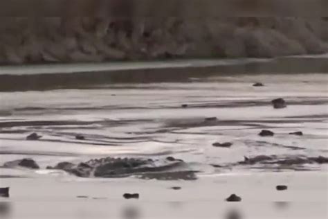 鳄鱼在水里呆着小河马竟然自己主动送上门下秒千万忍住别笑哈哈哈 主动 鳄鱼