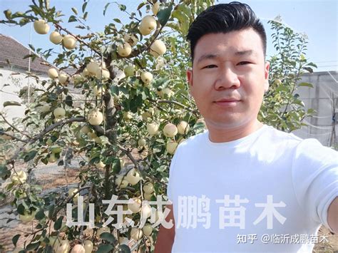 王林苹果树苗哪里有 知乎