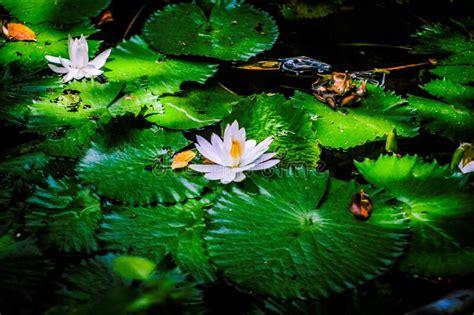 White Lily Flower In Pool Stock Image Image Of Leaf 261683709