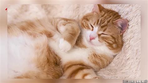 为救猫花光积蓄竟被好友所骗：夫妻俩冒充医生夸大病情，实际2万医药费骗走37万余元凤凰网视频凤凰网