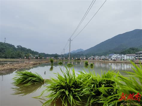 美文欣赏东旺坪的禾田梦 张家界 新湖南