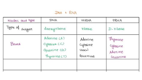 Dna Vs Rna Table