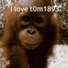 T0m1893 Monke GIF T0m1893 Monke Monkey Discover Share GIFs