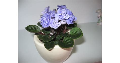 Тънкости при отглеждане на стайна теменужка Български Фермер