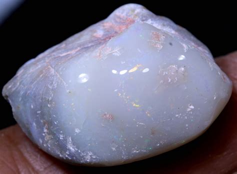 32 80 Cts Clam Shell Opalised Fossil Fo 2008 Fossilopals
