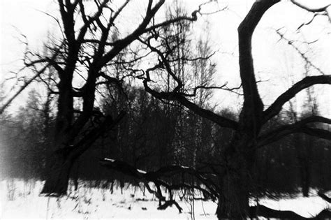 Create Meme Monochrome Photos Nature Trees Tree Pictures Meme Arsenal Com