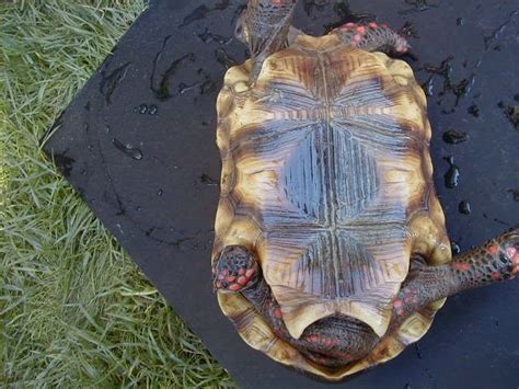 Sexing Cherryheads A Pictorial Guide Tortoise Forum