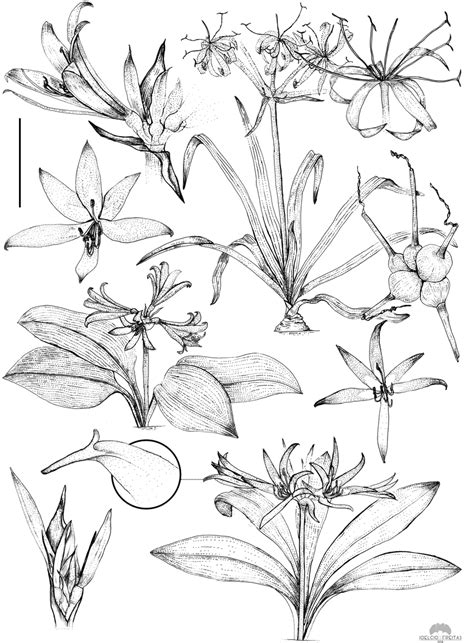 A C Crinum Americanum A Habit And Inflorescence B Flower Detail Download Scientific