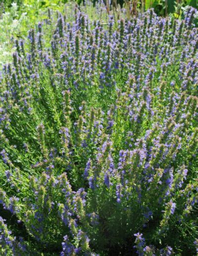 Organic Rock Hyssop La SociÉtÉ Des Plantes