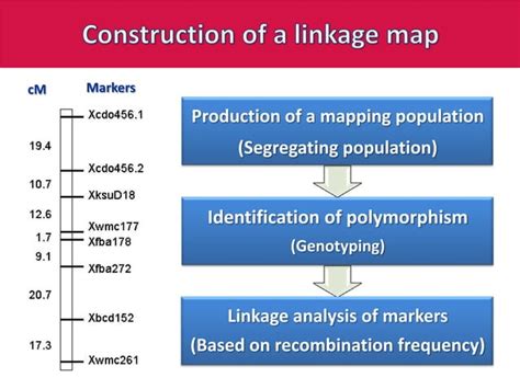 Quantitative Trait Loci Qtl Analysis And Its Applications In Plant Breeding Pdf Genetics