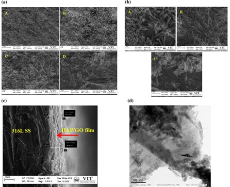 A SEM Images A Pure HAP B HAP 1 GO C HAP 2 GO D HAP 3 GO B Higher Download Scientific