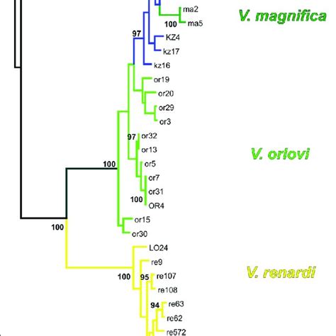Maximum Likelihood Tree Raxml V 824 1000 Bootstrap Replicates