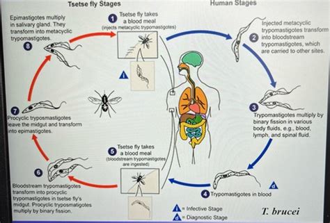 Biol 3200 Exam Three Tennessee Tech Flashcards Quizlet