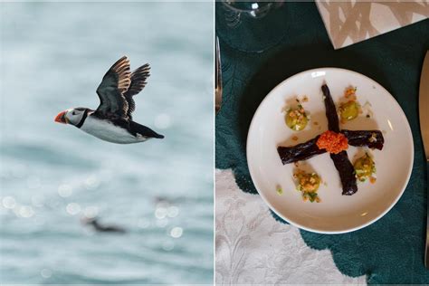 Puffin Eating