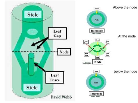 Nodal Anatomy