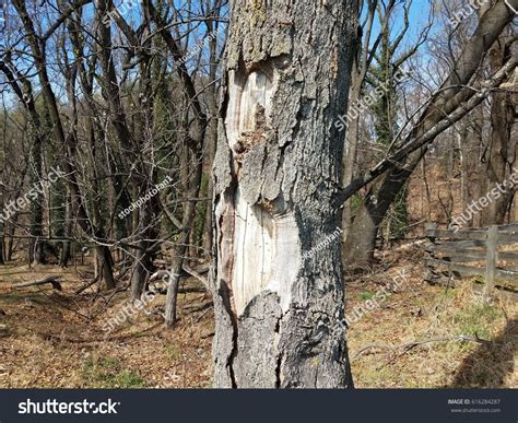 32 967 Bark Peeling Images Stock Photos Vectors Shutterstock