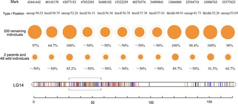 Kasp Assays Of Snp Sex Association Details For The 12 Markers Tested Download Scientific