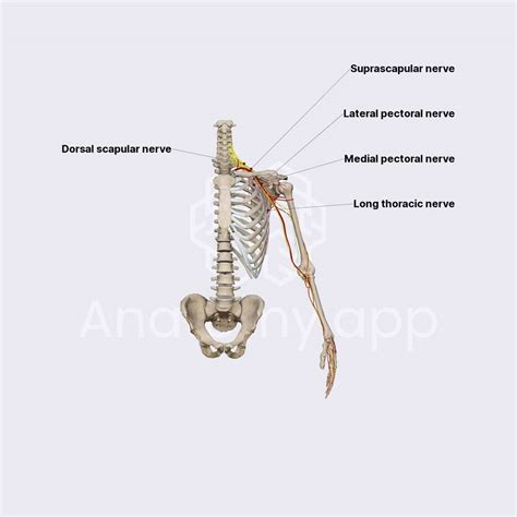 Nerve Plexus Anatomy Brachial Plexus Shoulder Nerve Pathways Structure
