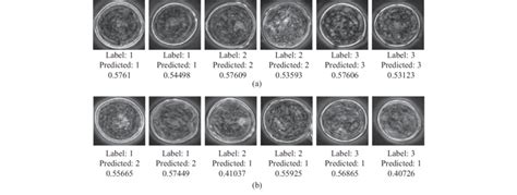Examples Of Classification Performed By Alexnet A Positive Samples Download Scientific