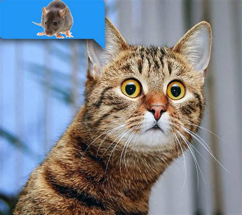 Как создать всплывающую подсказку в Powerpoint с помощью триггера Создатель презентаций Дзен