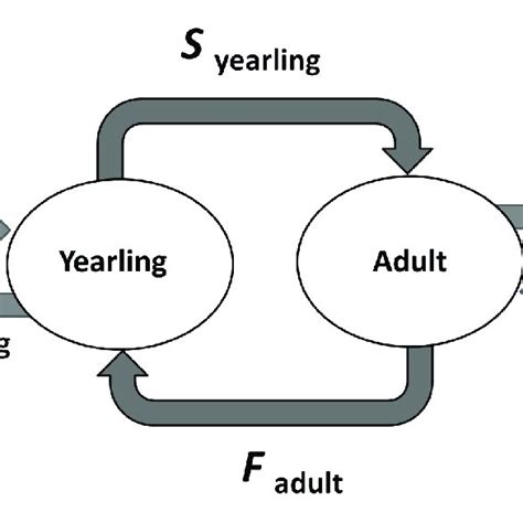 Diagram Showing Demographic Components Of The Integrated Population