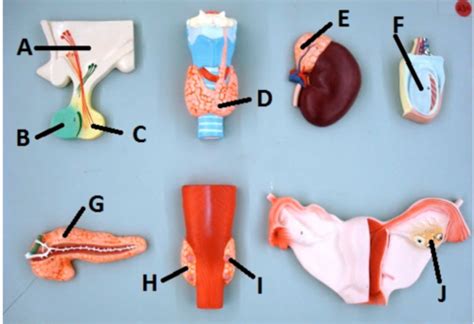 A P Lab Exam Flashcards Quizlet A P Lab Exam Flashcards Quizlet
