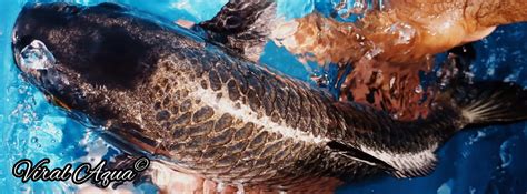 🇱🇰🐠 විසිතුරු මසුන් අභිජනනකරුවන් සහ විකුණුම්කරුවන්ගේ එකමුතුව🐠 🇱🇰