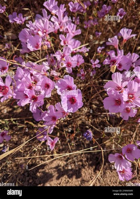Ruby Chalice Clarkia Clarkia Rubicunda Stock Photo Alamy