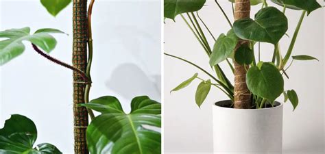 How To Use Coco Coir Pole 5 Effective Guide 2025