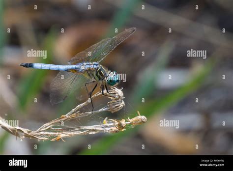 Male Blue Dasher Dragonfly Pachydiplax Longipennis On The Hawks