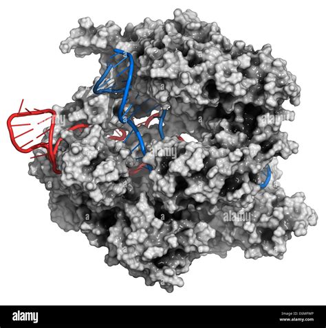 Crispr Cas9 Gene Editing Complex From Streptococcus Pyogenes The Cas9 Nuclease Protein Uses A