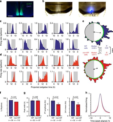 Suprachiasmatic Nucleus Vip Neurons Provide A Coordinated Circadian