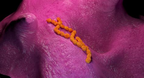 연쇄상 구균 3d 모델 99 Max Obj Free3d