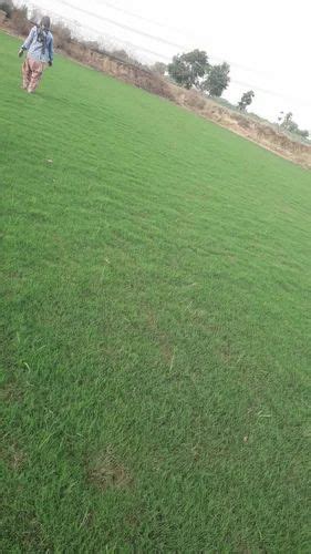 Grass Plantation In Ghaziabad Id 22545634112