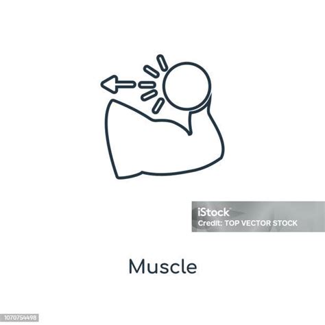 근육 개념 선 아이콘입니다 선형 근육 개념 개요 기호 디자인입니다 이 간단한 요소 그림 사용할 수 있습니다 웹 및 모바일 Ui Ux가 근육에 대한 스톡 벡터 아트 및 기타