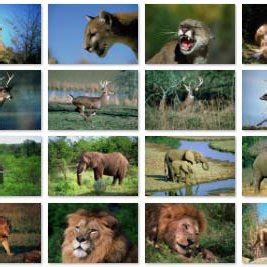 Sample Of Dataset Images Download Scientific Diagram